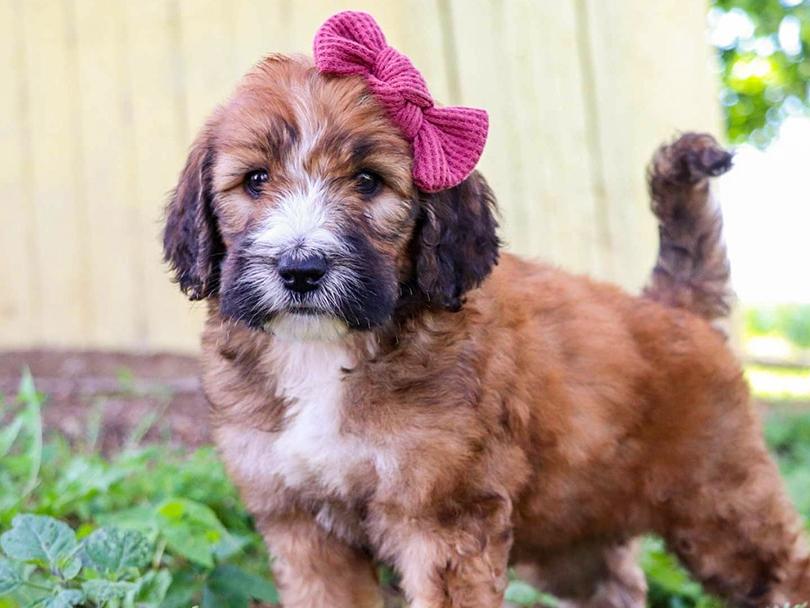 Doodle Puppies for Sale | Family-raised — Crockett Doodles