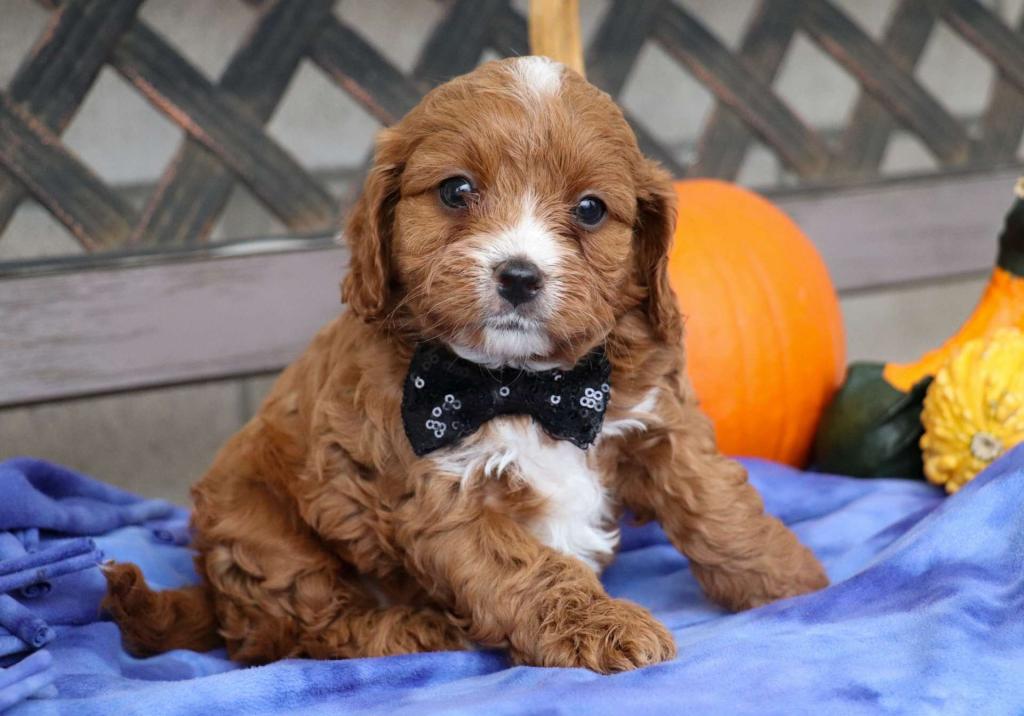 Best D.C. Cavapoos Available — Crockett Doodles