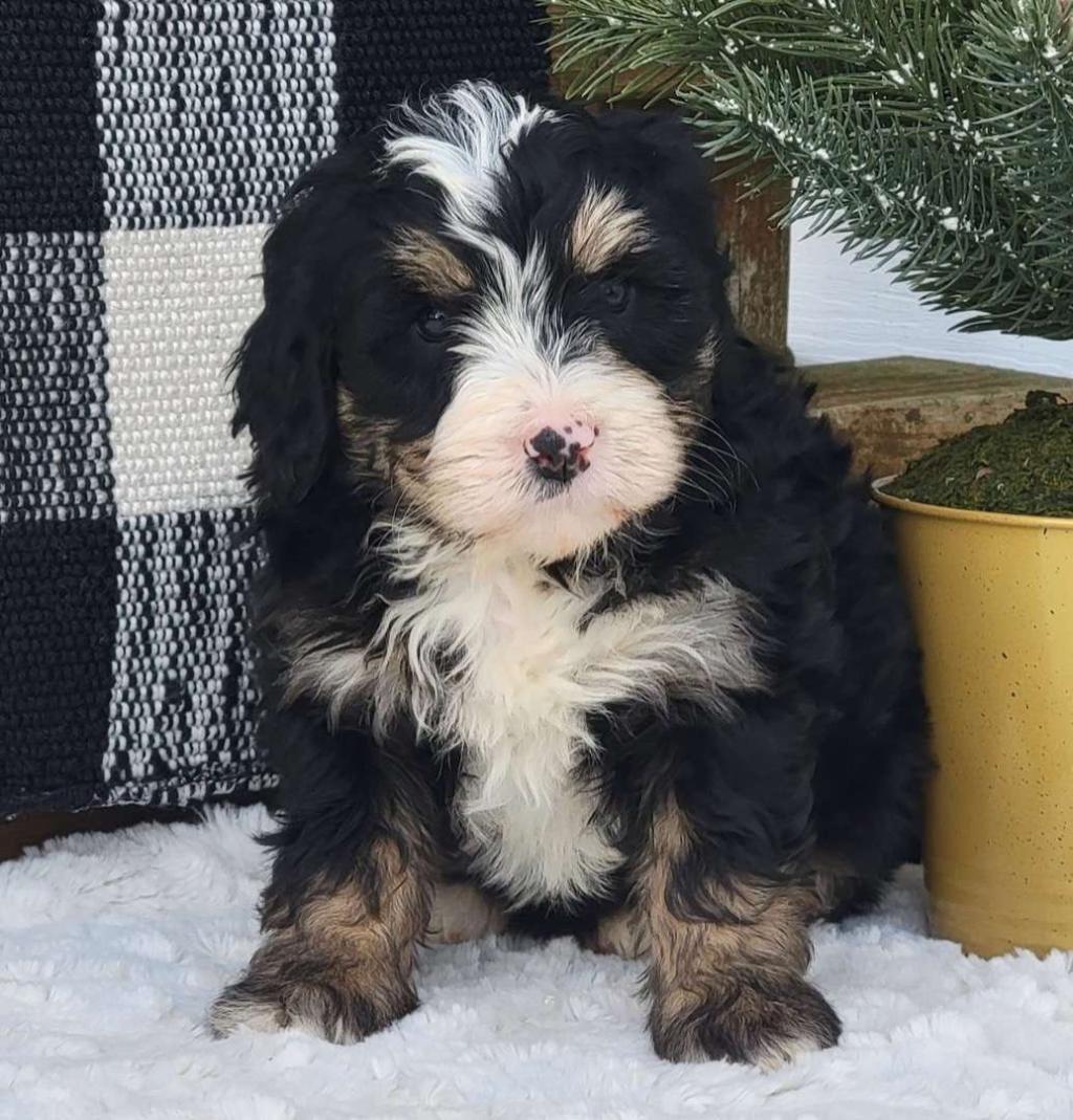Best Arkansas Bernedoodles Available — Crockett Doodles
