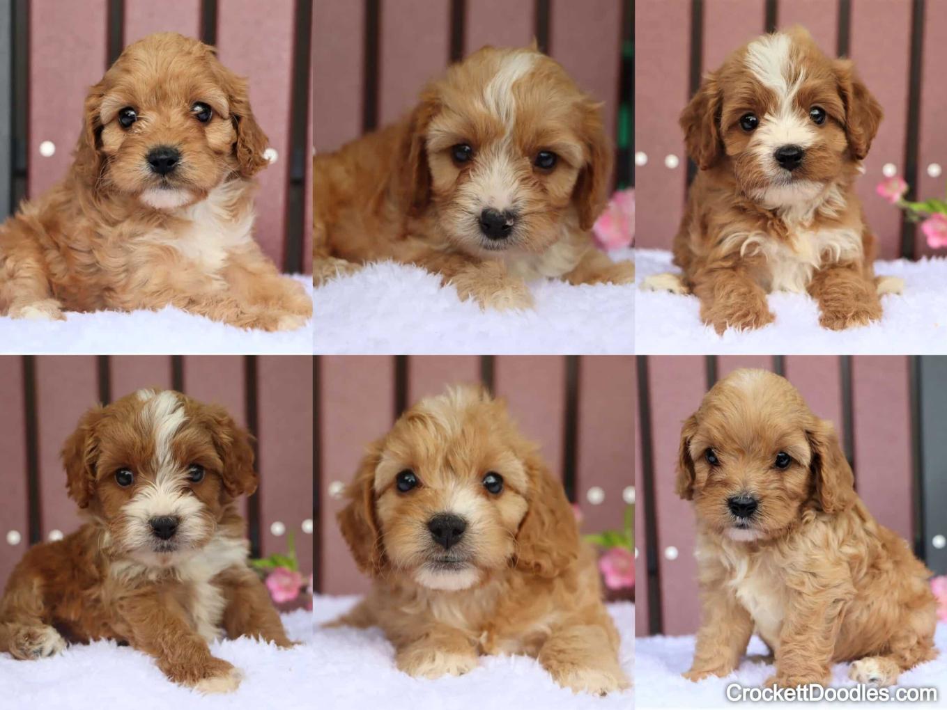 Adorable Cavapoo Puppies | Healthy & Happy Cavapoos