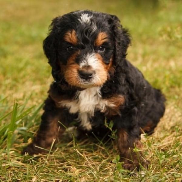 Bernedoodle & Mini Bernedoodle Puppies for Sale | Crockett Doodles