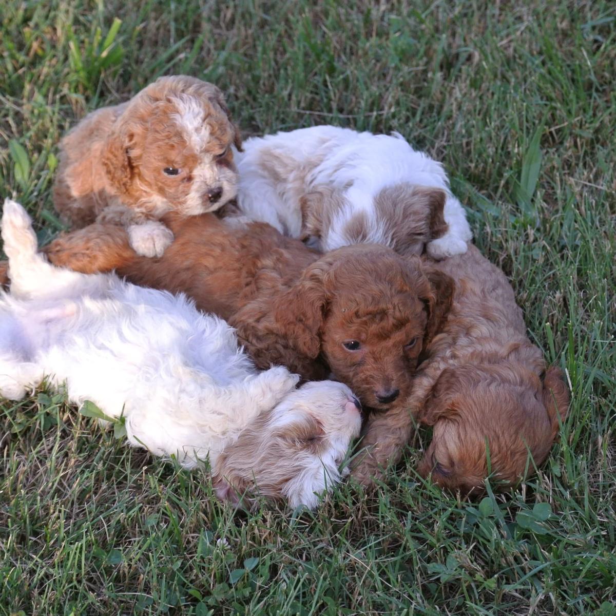 Adorable Cavapoo Puppies | Healthy & Happy Cavapoos