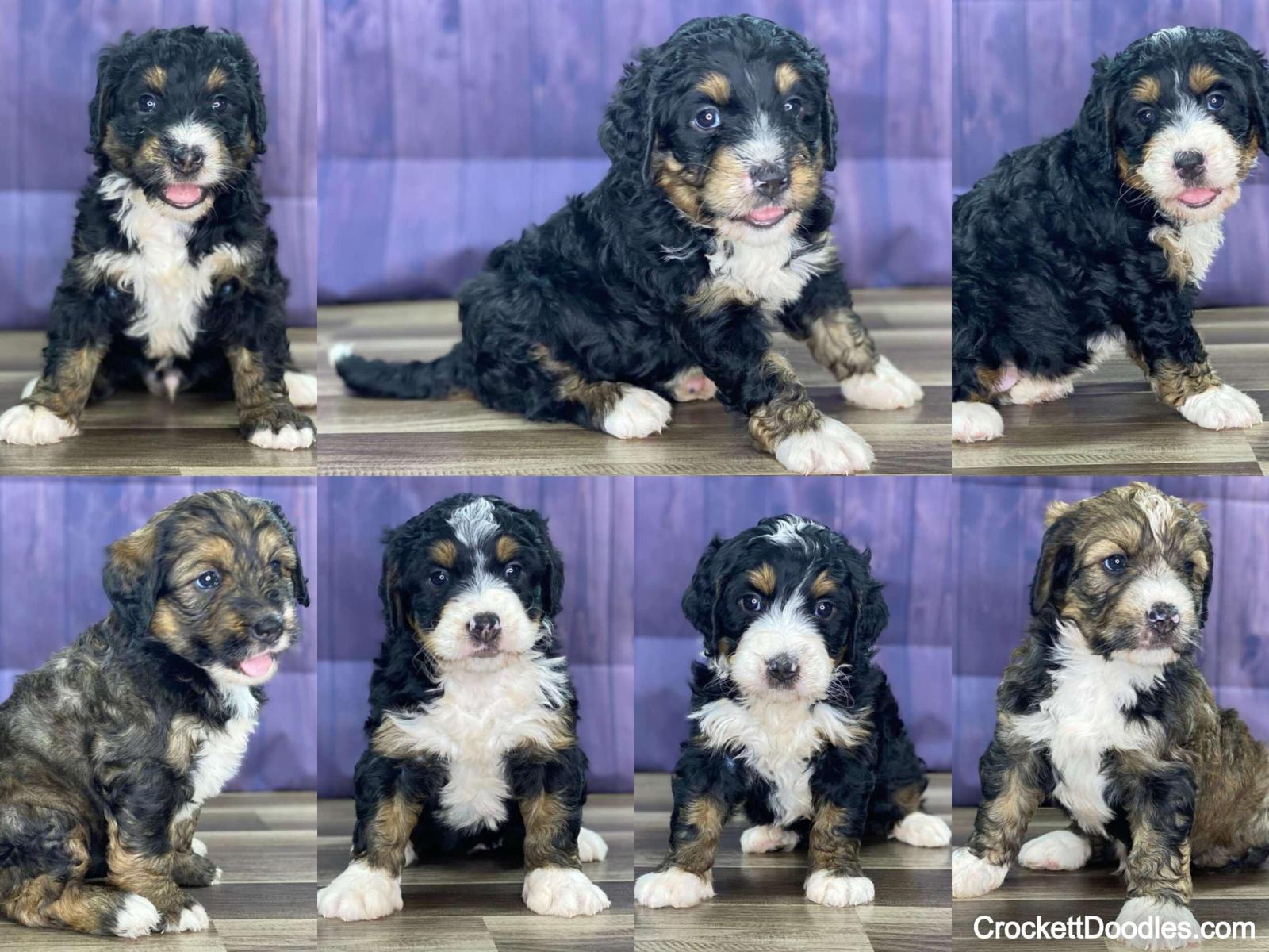 Available Bernedoodle Puppies | Family-Raised Bernedoodles