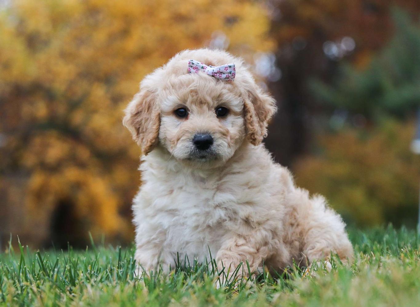 Best Boston Goldendoodles Available — Crockett Doodles