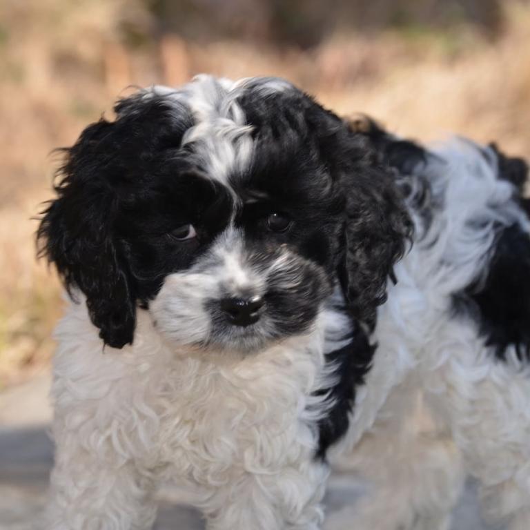 Cute Cockapoo Puppies | Family-Raised with Health Guarantee