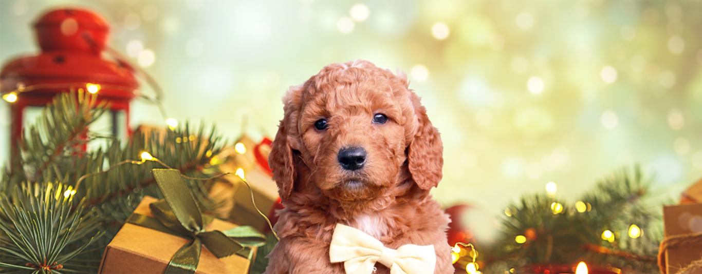 Best North Carolina Goldendoodles Available — Crockett Doodles