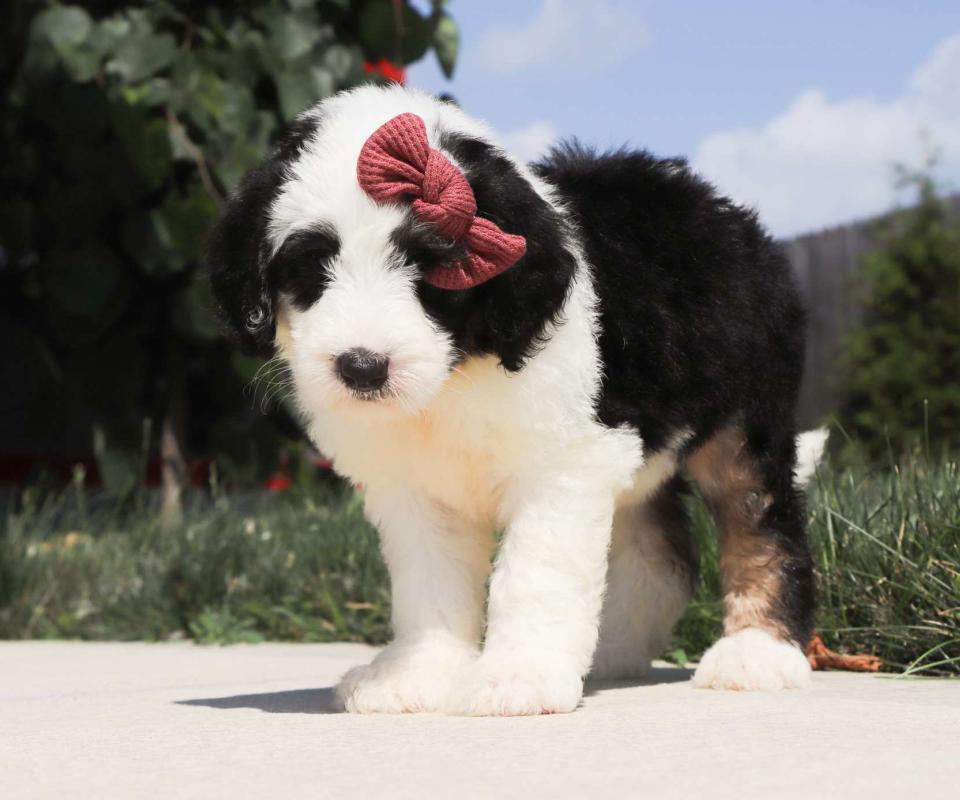 Best Ohio Sheepadoodles Available — Crockett Doodles