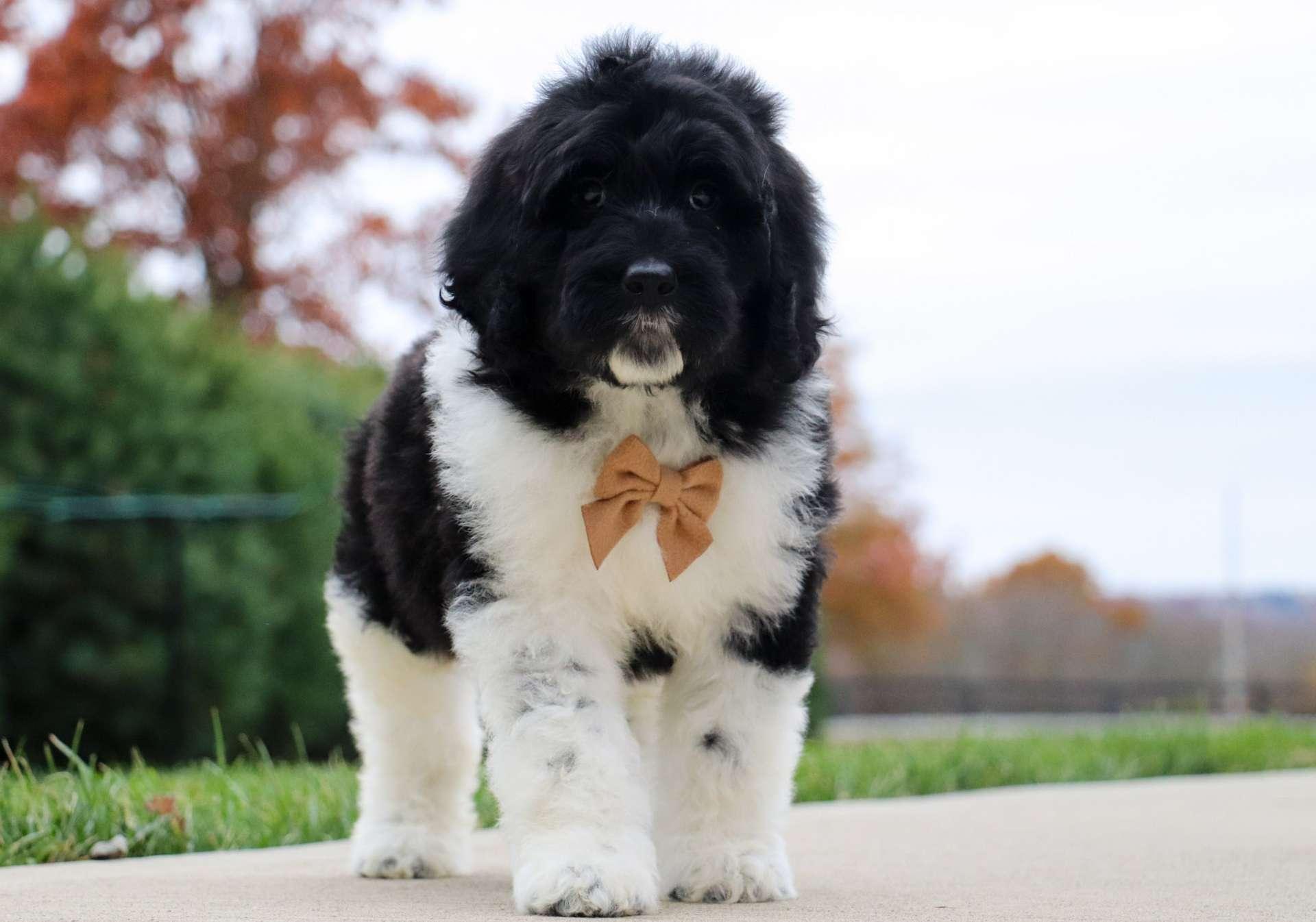 Best North Dakota Newfiedoodles Available — Crockett Doodles