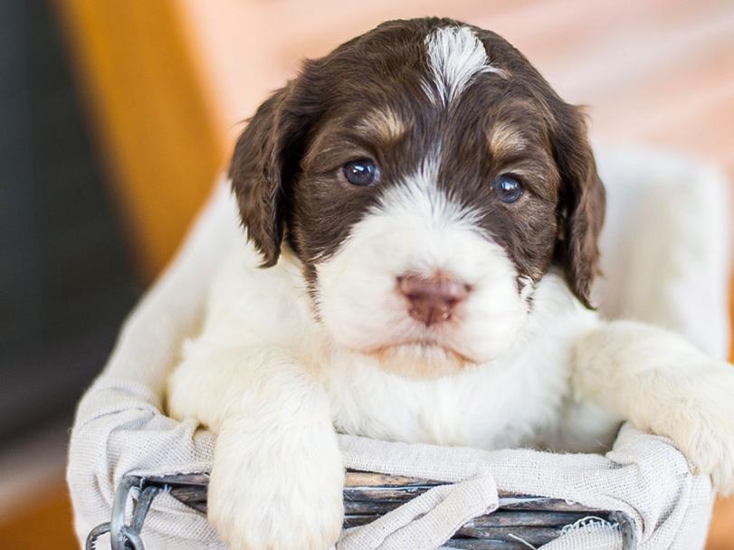 Doodle Puppies for Sale | Family-raised — Crockett Doodles