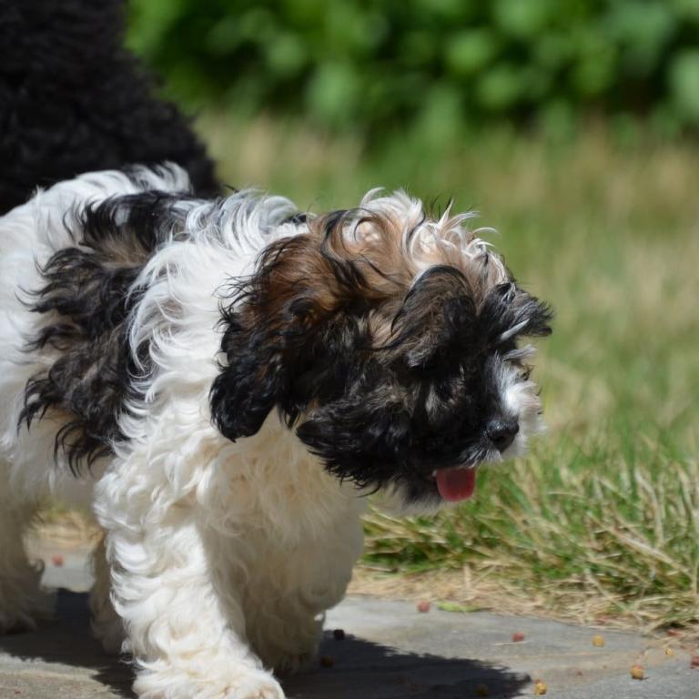 Cute Cockapoo Puppies | Family-Raised with Health Guarantee