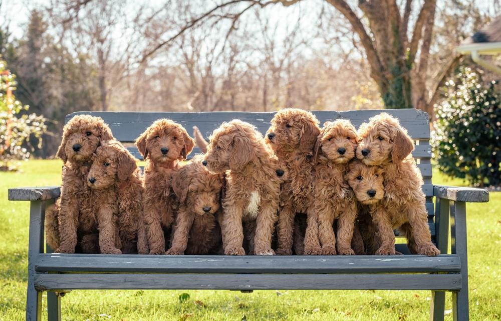 How to Choose the Best Doodle Breed For Your Family — Crockett Doodles