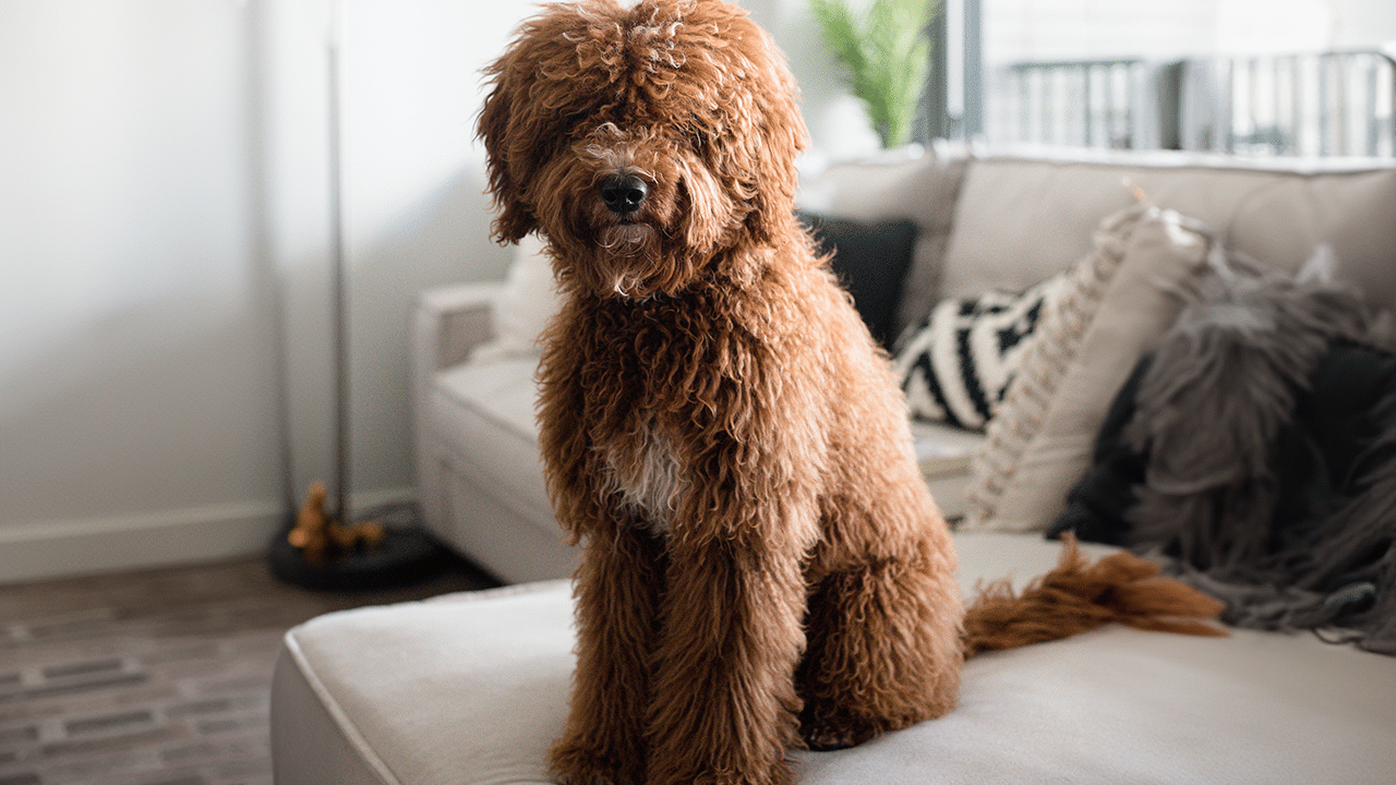 The Benefits of Investing in a Good-Quality Dog Bed for Your Furever ...