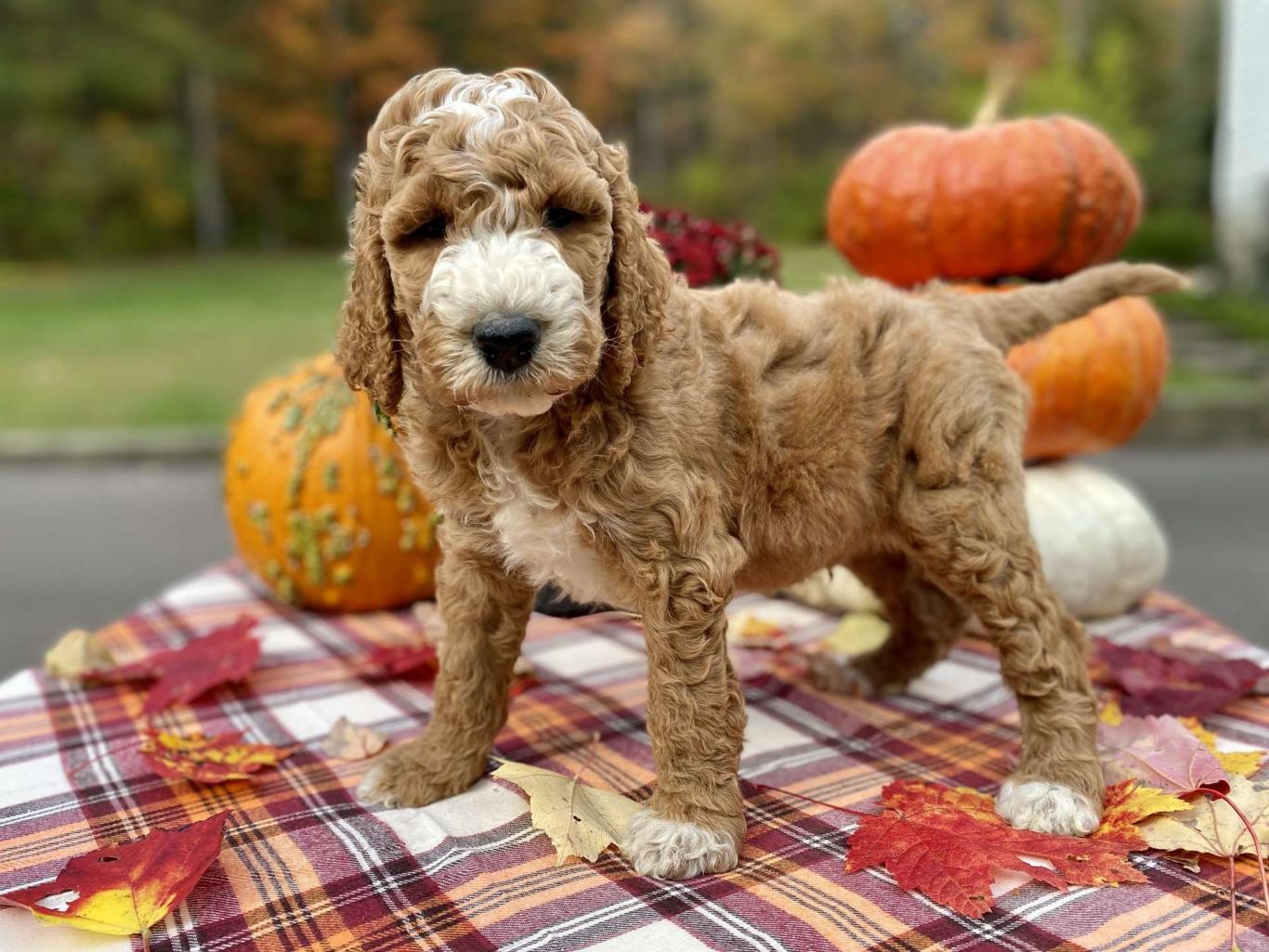 Best Alabama Irishdoodles Available — Crockett Doodles