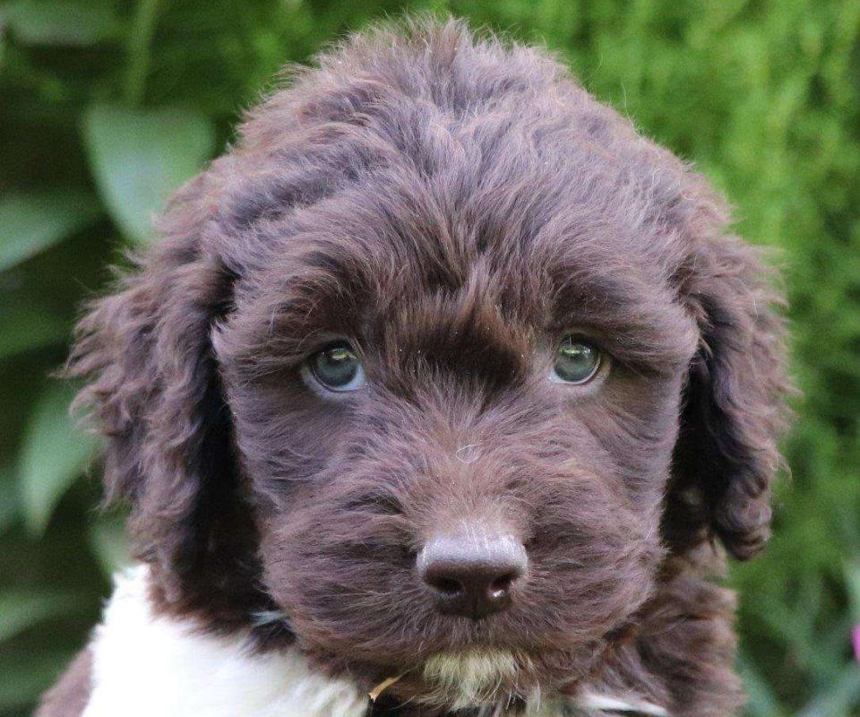 Best Minneapolis Newfiedoodles Available — Crockett Doodles