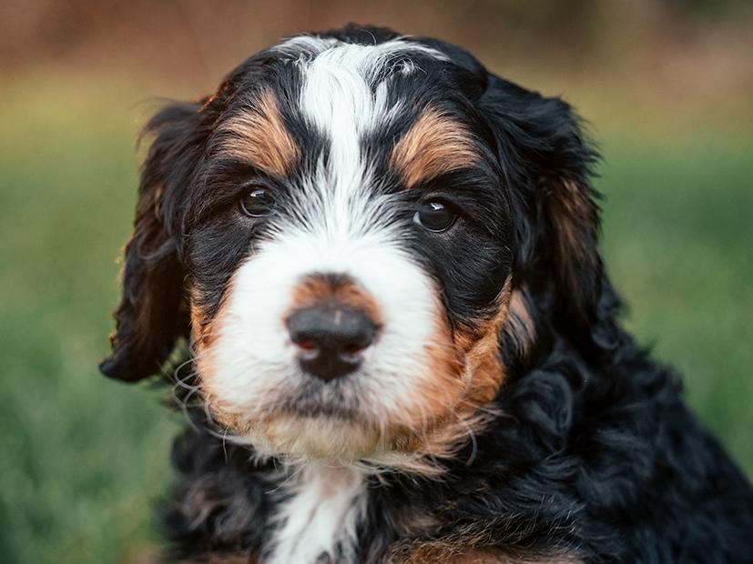 Doodle Puppies for Sale | Family-raised — Crockett Doodles