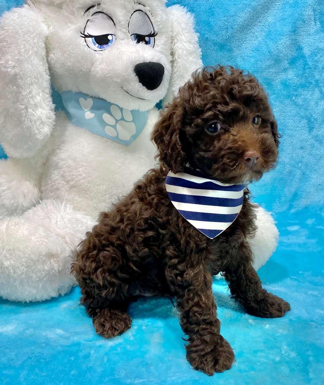 Best Pittsburgh Springerdoodles Available — Crockett Doodles