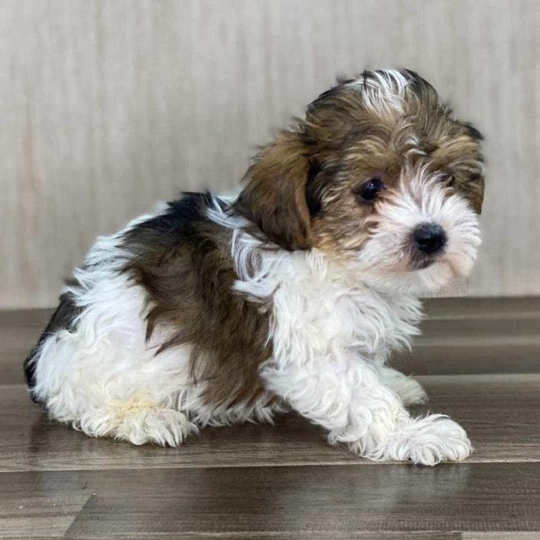 Yorkie Poo Puppies - Adorable Yorkipoo Mix for Sale | Crockett Doodles