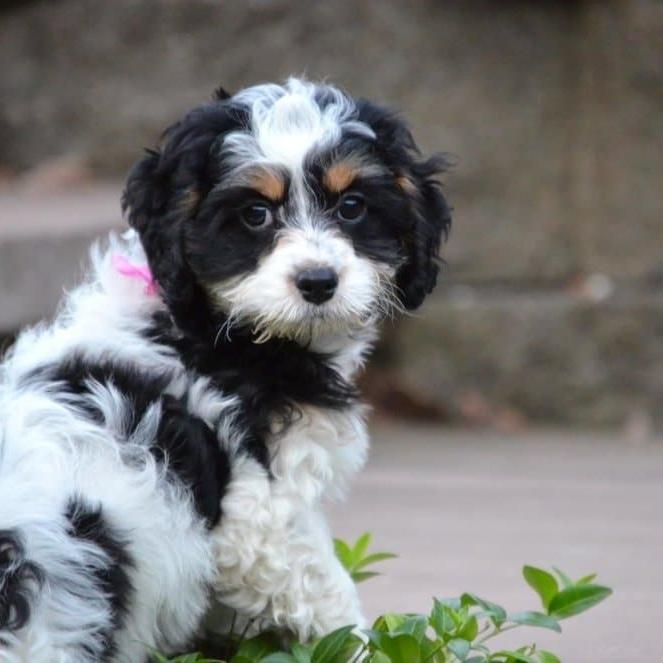 Springerdoodle Puppies and Mini Springerdoodle Puppies Puppies ...