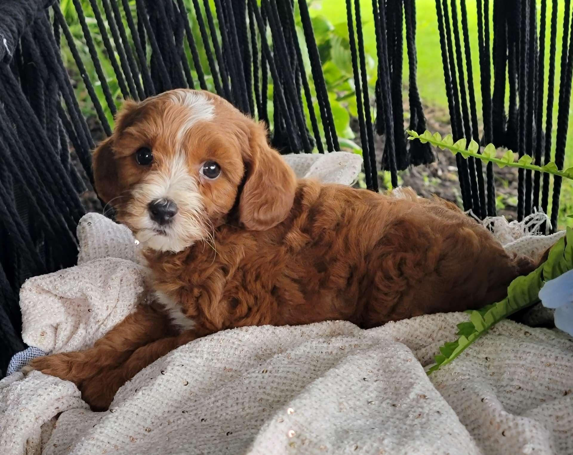 Best Henderson Cavapoos Available — Crockett Doodles