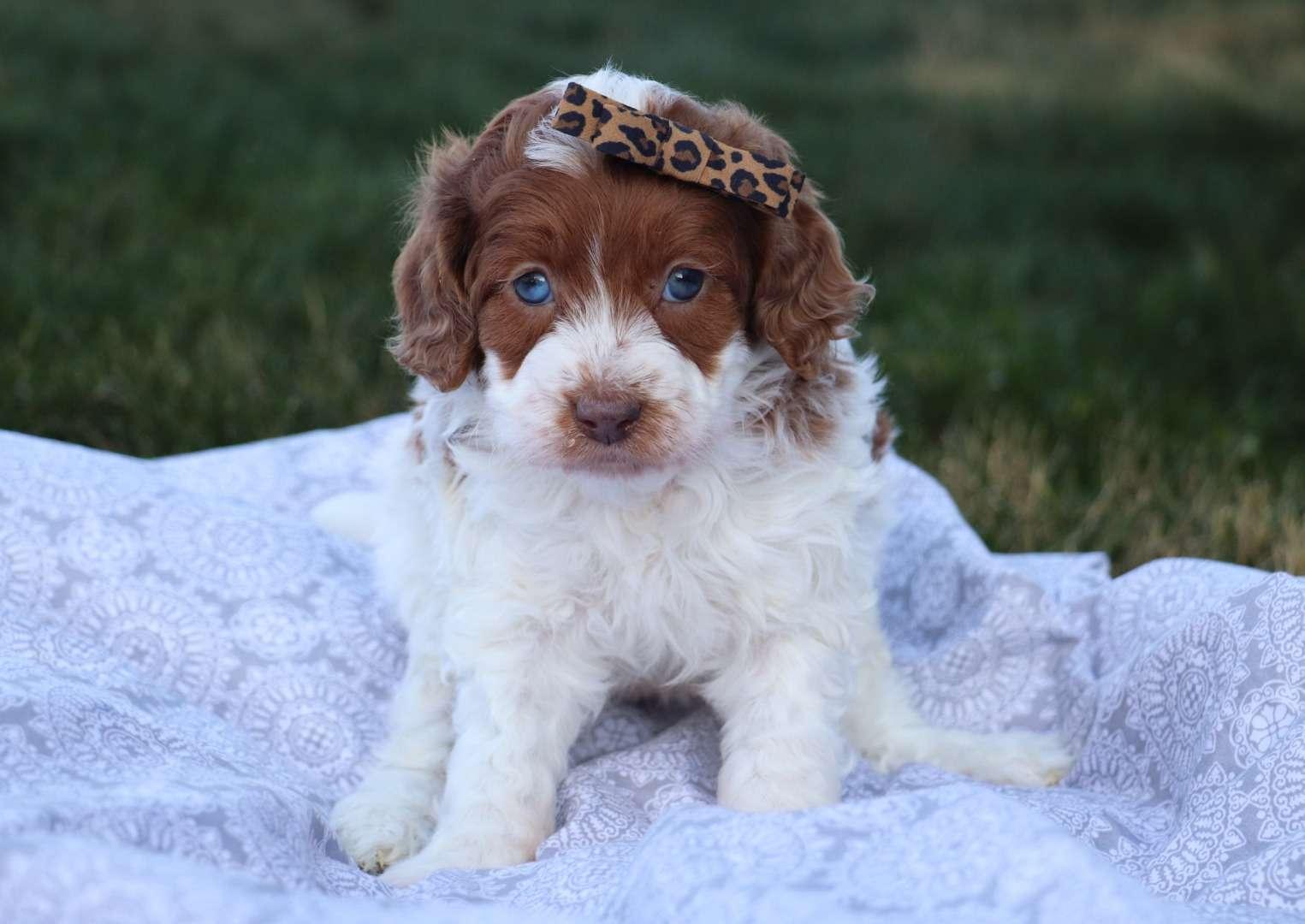 Best Philadelphia Cockapoos Available — Crockett Doodles