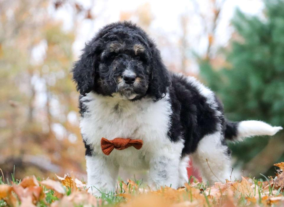 Best North Dakota Newfiedoodles Available — Crockett Doodles