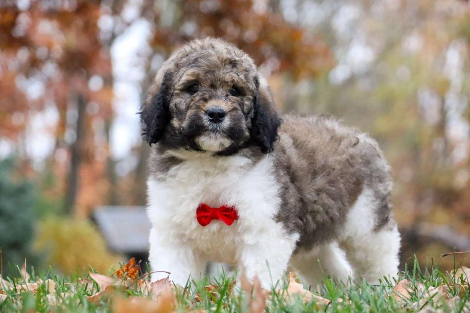 Best Nevada Newfiedoodles Available — Crockett Doodles