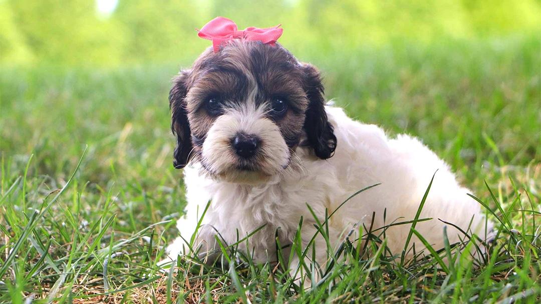 Cute Cockapoo Puppies | Family-Raised with Health Guarantee
