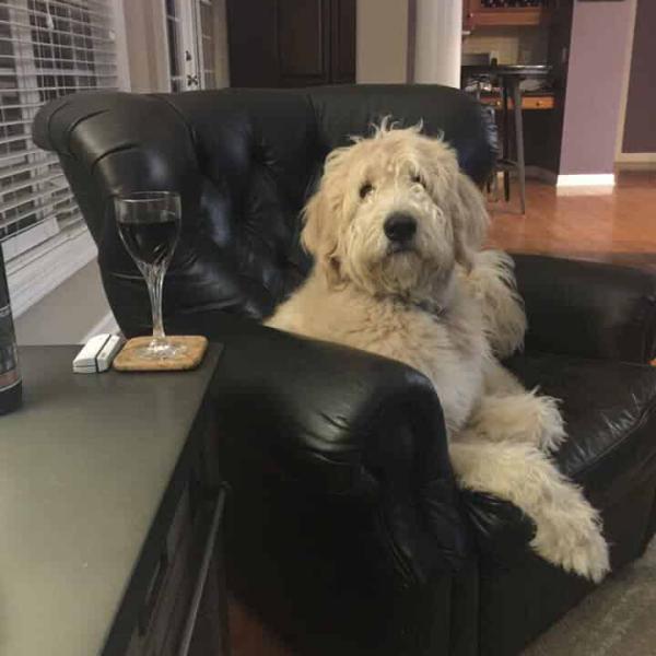 Pyredoodle Puppies - Calm & Confident — Crockett Doodles