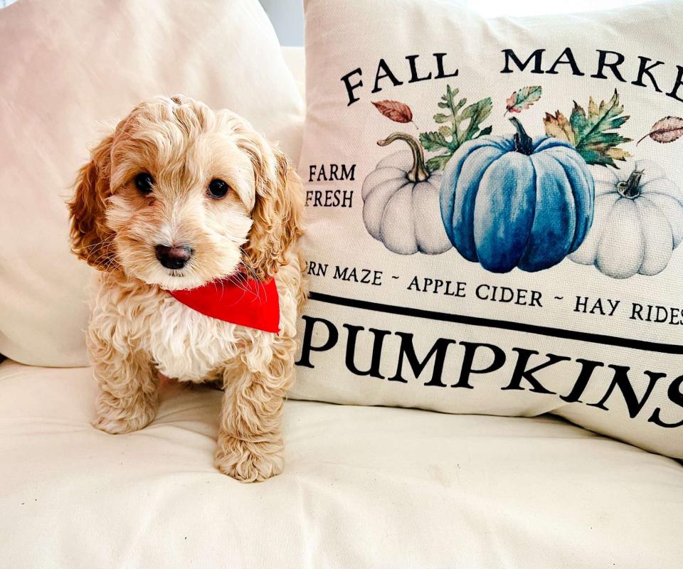 Best Michigan Cockapoos Available — Crockett Doodles