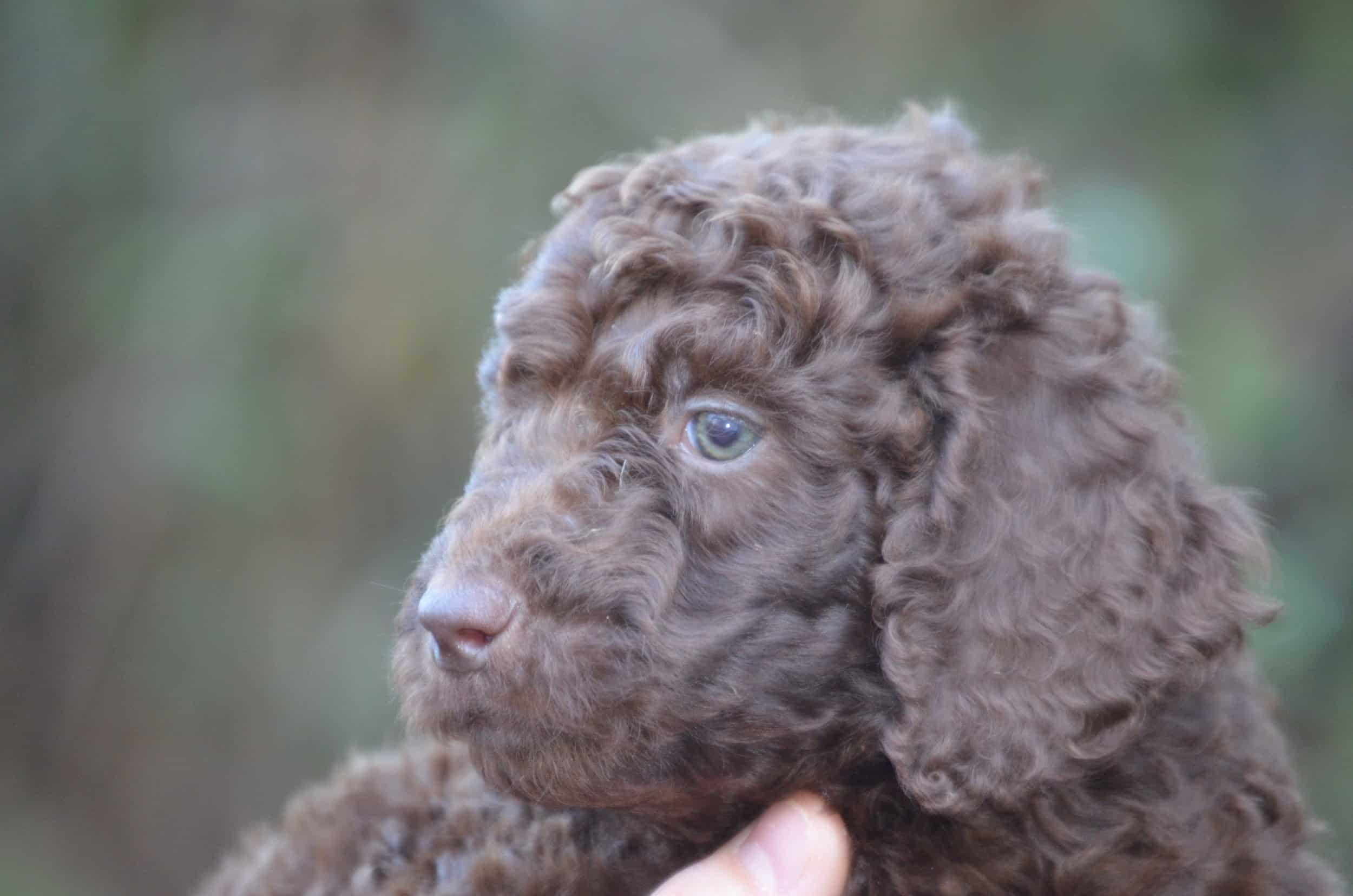 Medium Labradoodles — Crockett Doodles