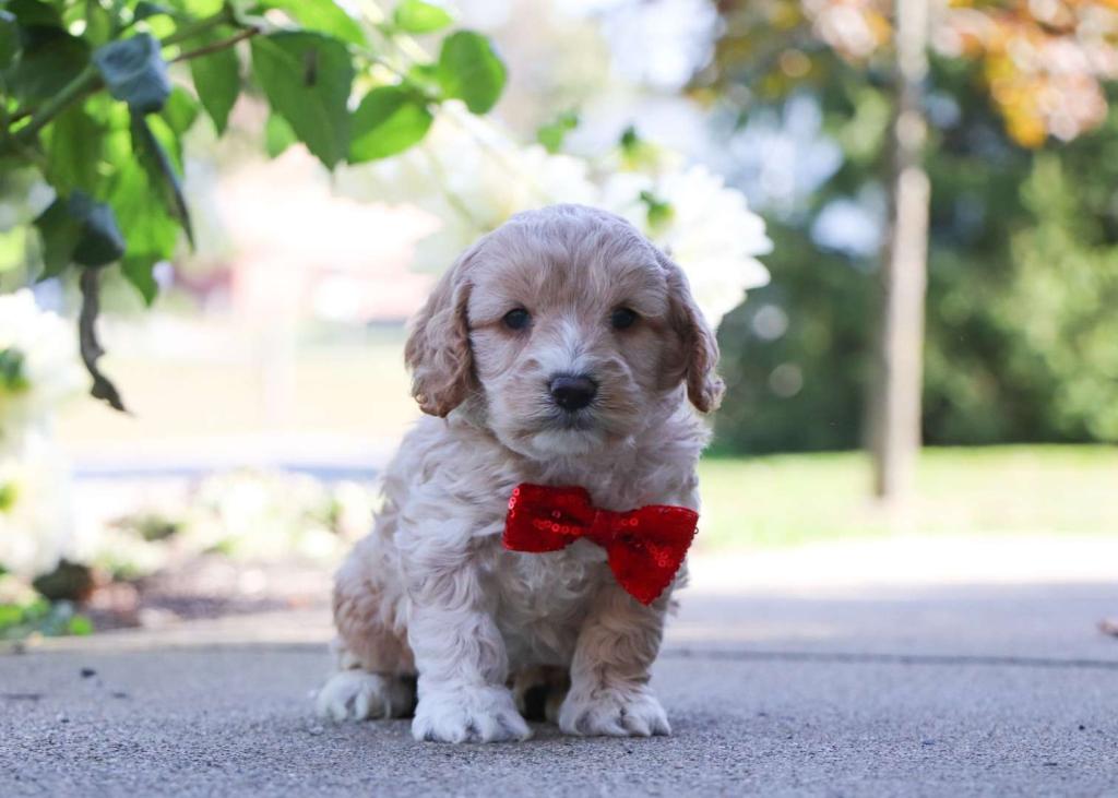 Best Portland Cockapoos Available — Crockett Doodles