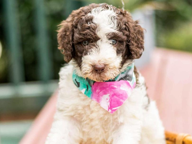 Doodle Puppies for Sale | Family-raised — Crockett Doodles