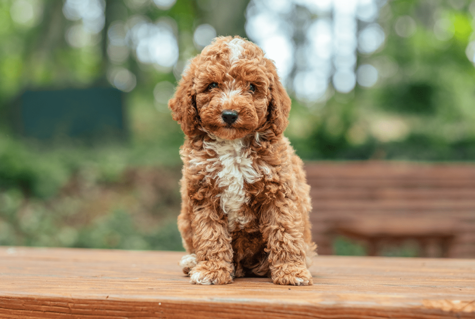 Mini Poodle Puppies — Crockett Doodles