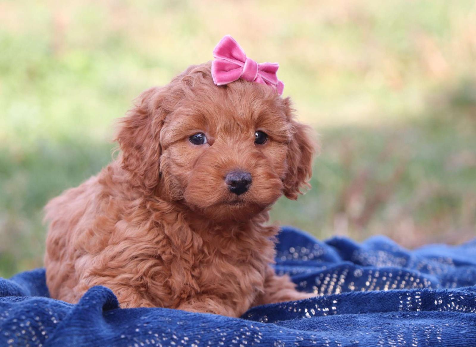 Best El Paso Cockapoos Available — Crockett Doodles