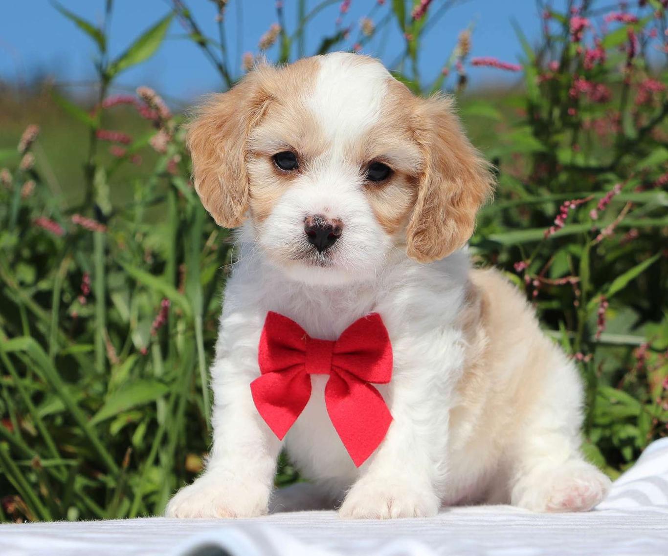 Best Orlando Cavachons Available — Crockett Doodles