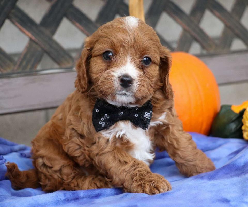 Best Delaware Cavapoos Available — Crockett Doodles