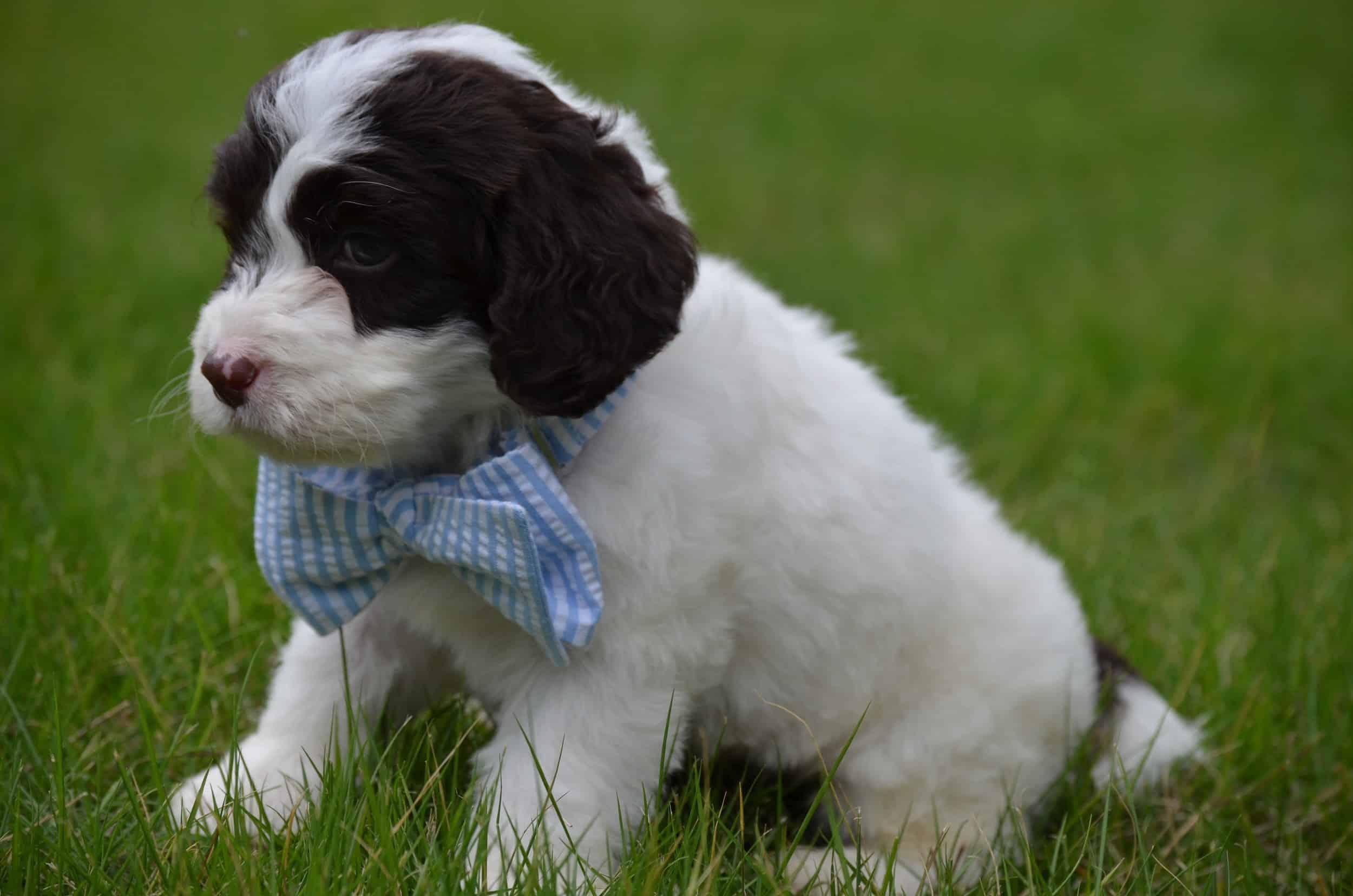 Springerdoodles — Crockett Doodles