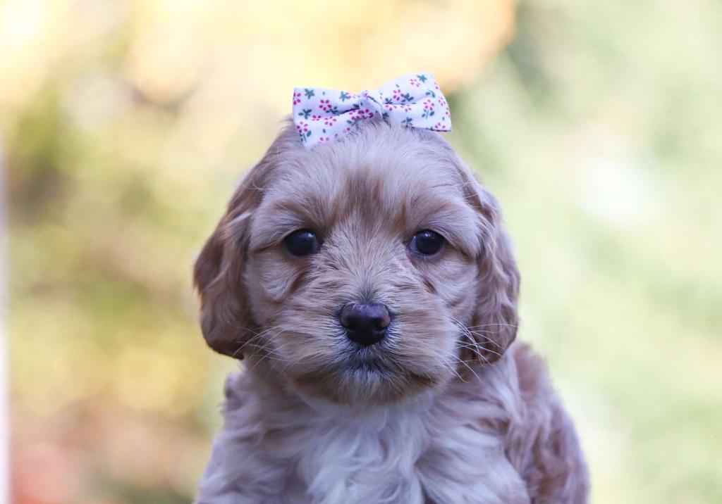 Best Milwaukee Cockapoos Available — Crockett Doodles