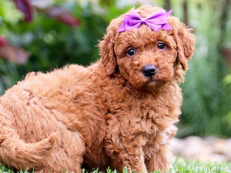 Doodle Breeds Available — Crockett Doodles