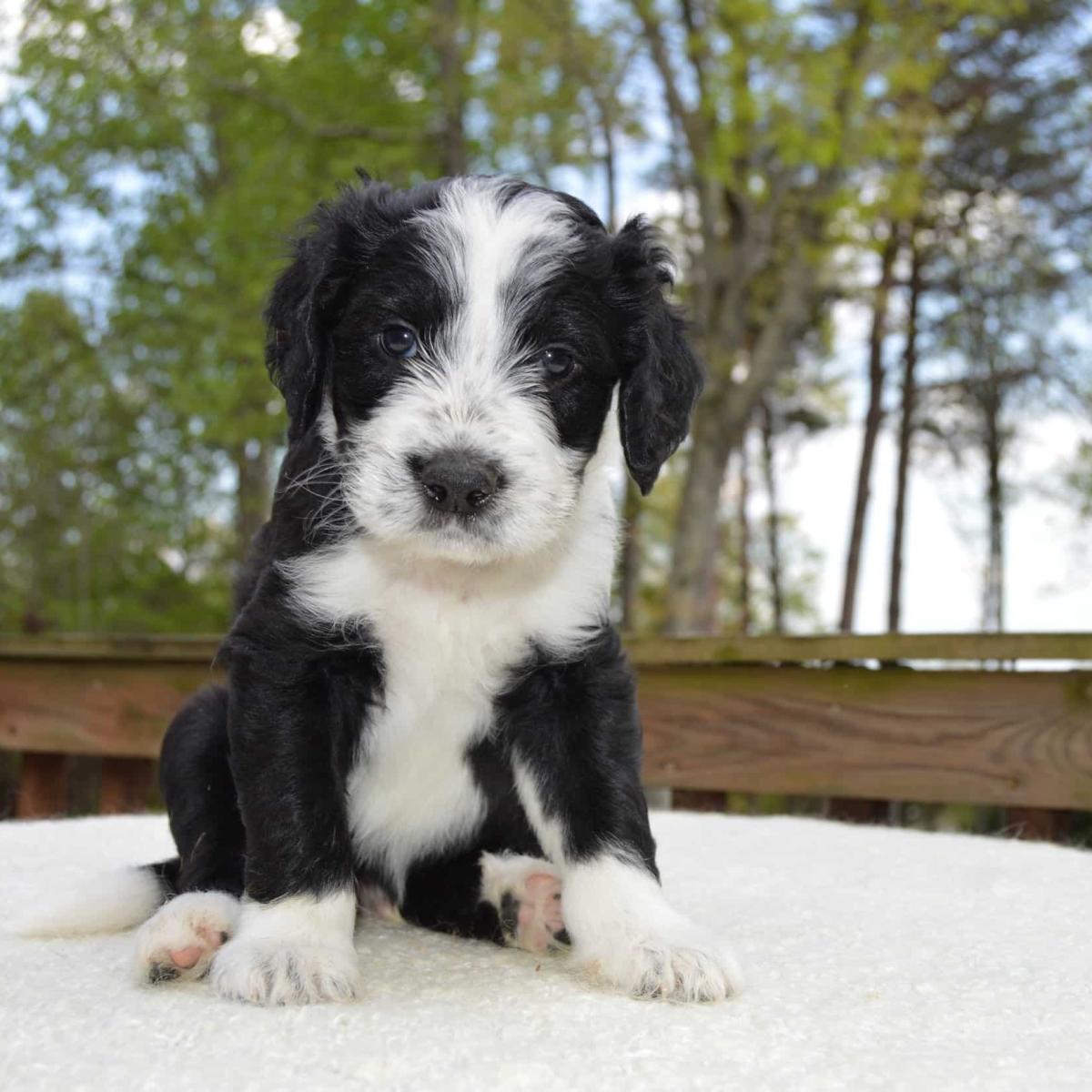 Sheepadoodle Puppies and Mini Sheepadoodle Puppies - Friendly ...