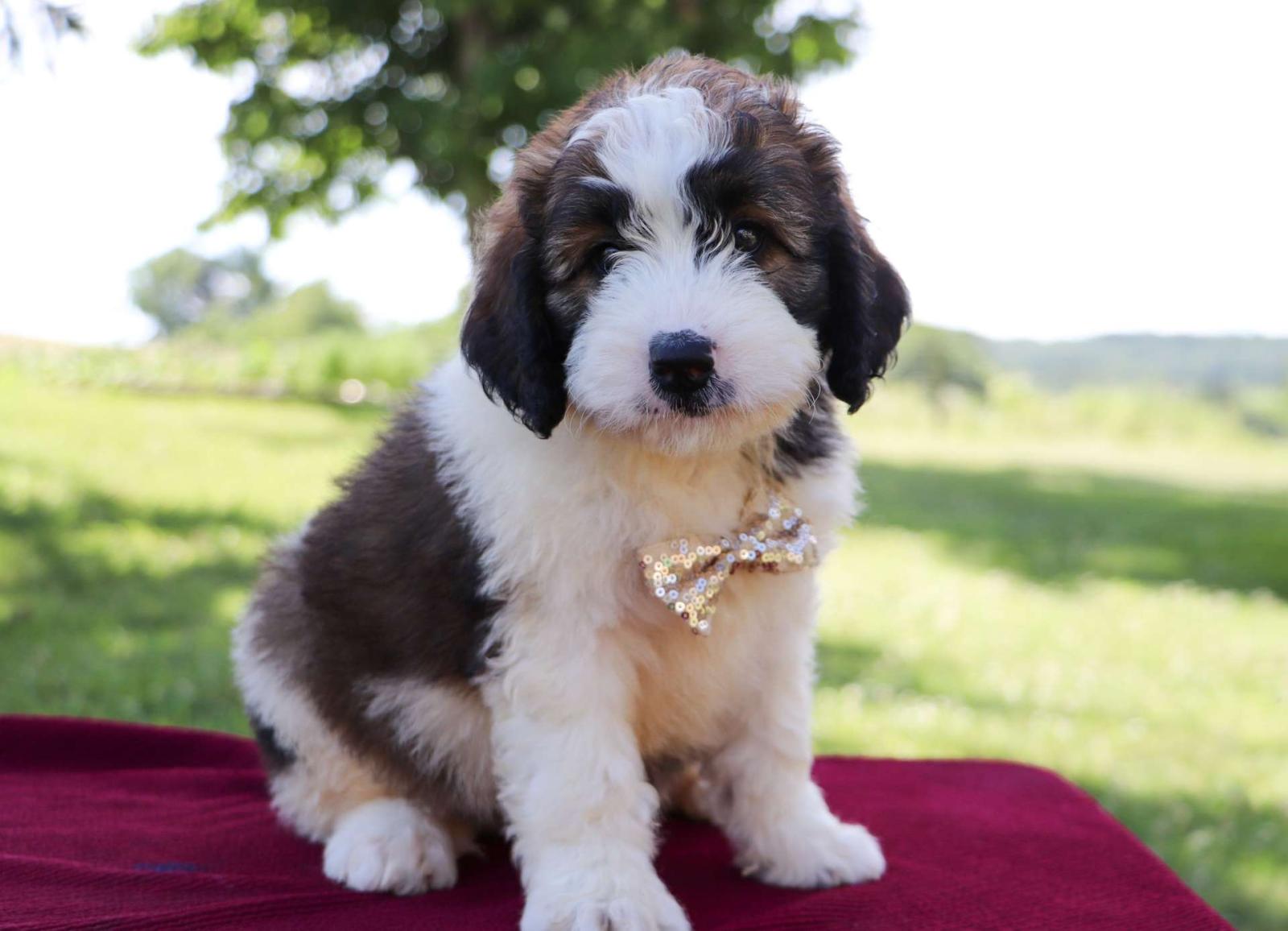 Best Minnesota Saint Berdoodles Available — Crockett Doodles