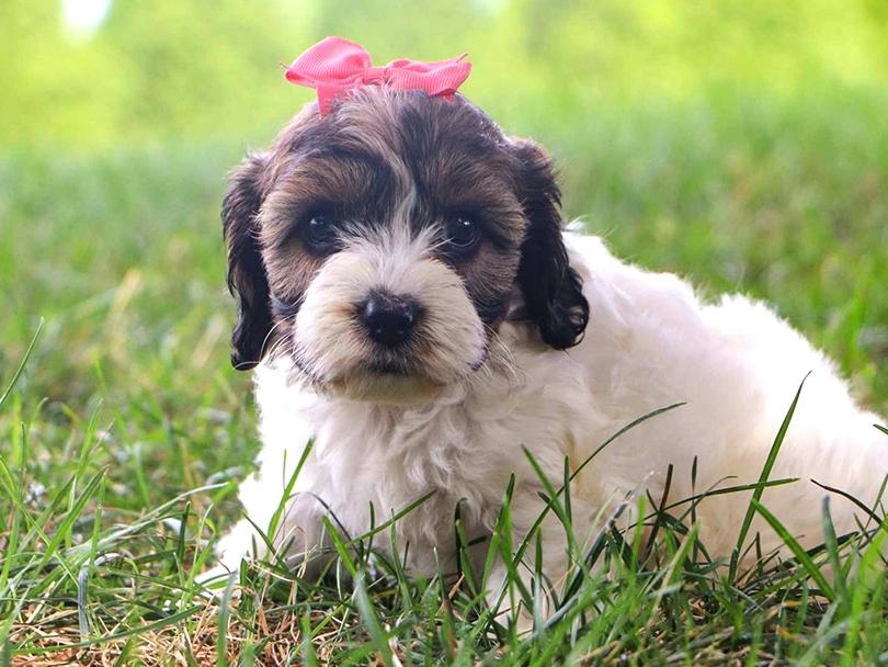 Doodle Puppies for Sale | Family-raised — Crockett Doodles