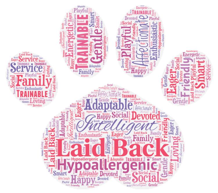 Pomapoo Puppies - Energetic & Affectionate — Crockett Doodles