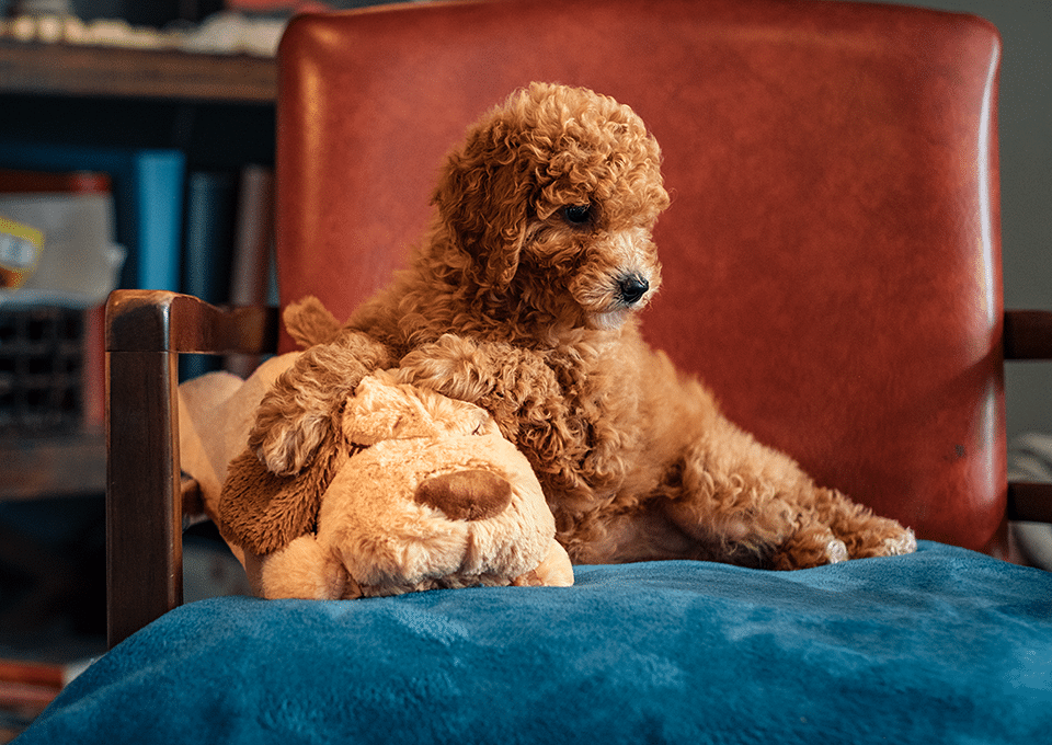 Doodle Puppies for Sale | Family-raised — Crockett Doodles