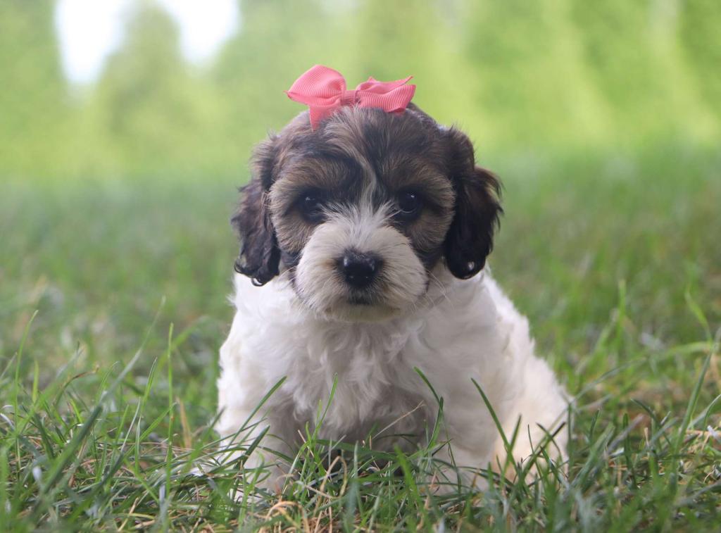 Best Buffalo Cockapoos Available — Crockett Doodles