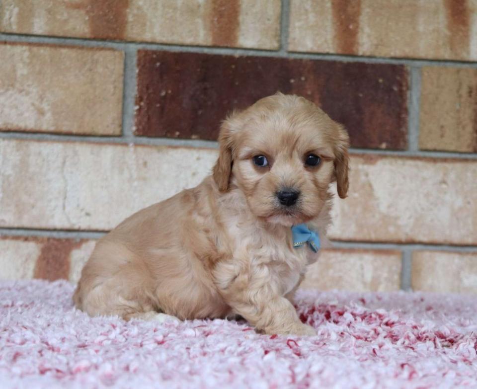 Best Minnesota Cavachons Available — Crockett Doodles