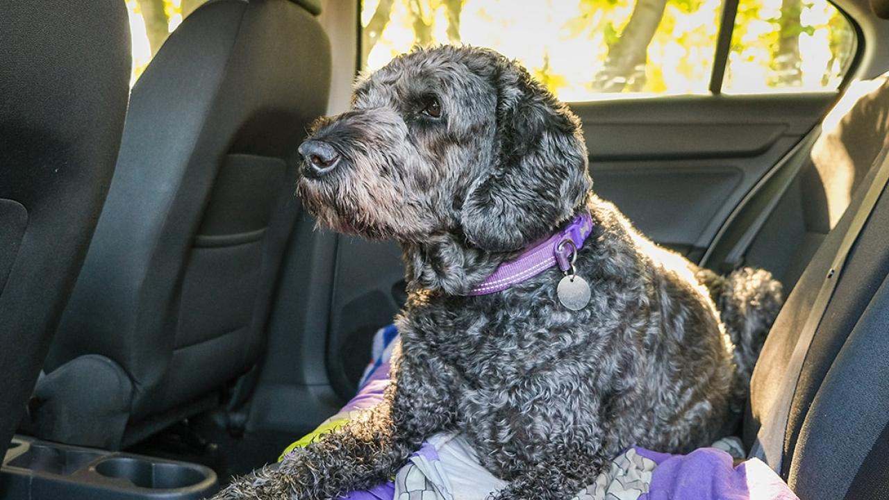 7 Great Tips for Road Tripping with your Dog — Crockett Doodles