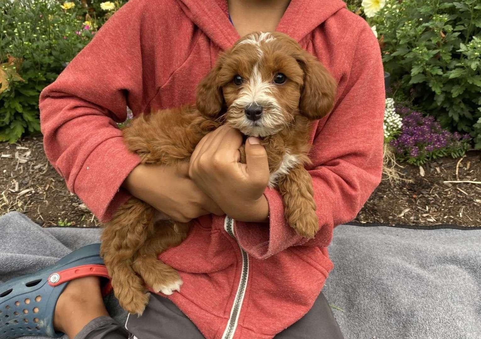 Best Virginia Beach Cavapoos Available — Crockett Doodles