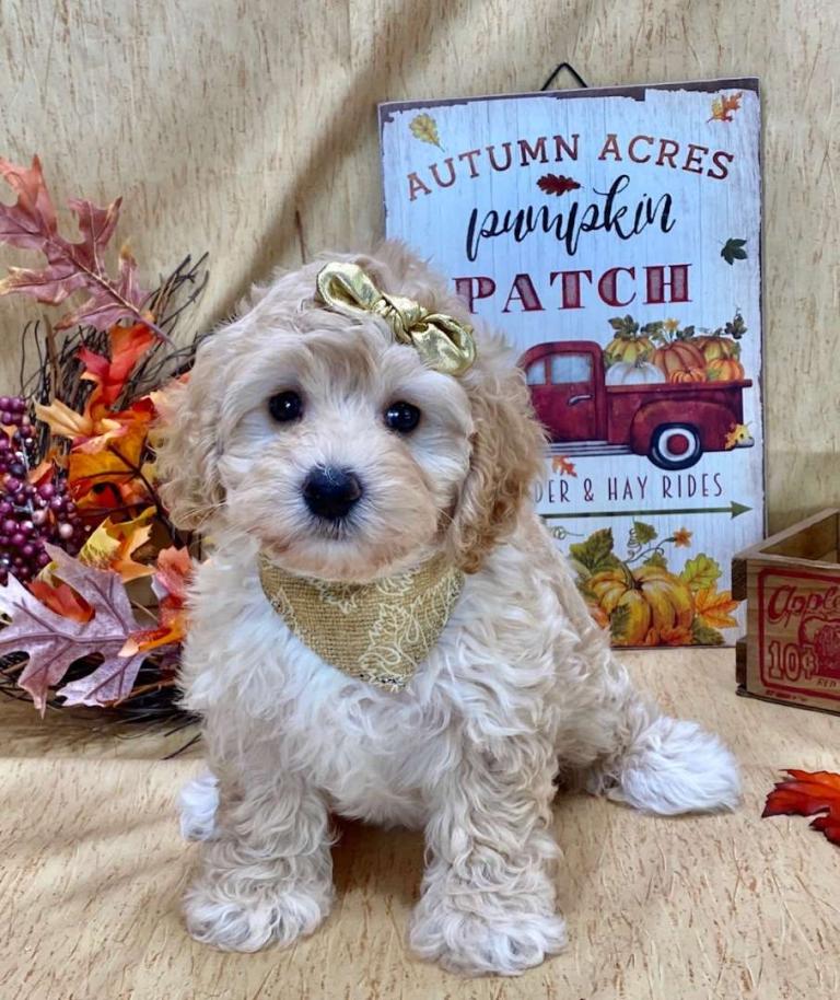 Best North Carolina Maltipoos Available — Crockett Doodles