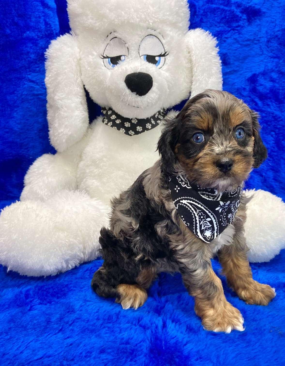 Best Michigan Doodles Available — Crockett Doodles